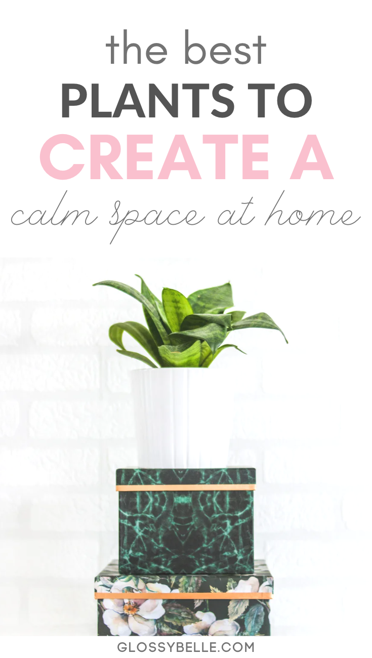 10 Calming Indoor Plants For Stress Relief – Glossy Belle